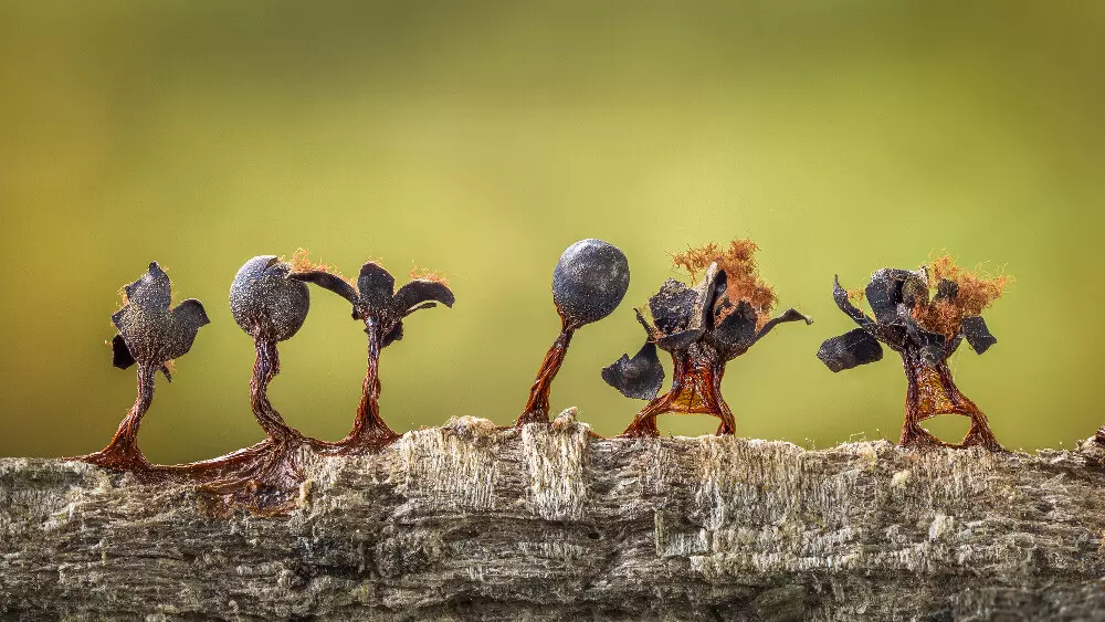 R Barry Webb Slime Molds On Parade Cupoty
