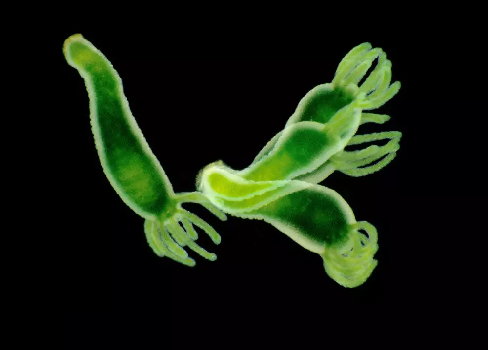 R Heather Angel Green Hydra Multi Exposure Cupoty