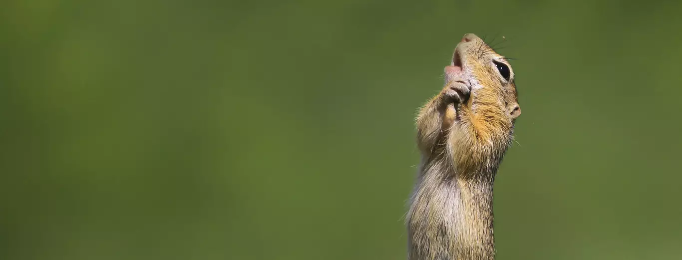 Ou gen yon move jounen? Eseye finalis hilarious nan Comedy Wildlife Photography Awards yo