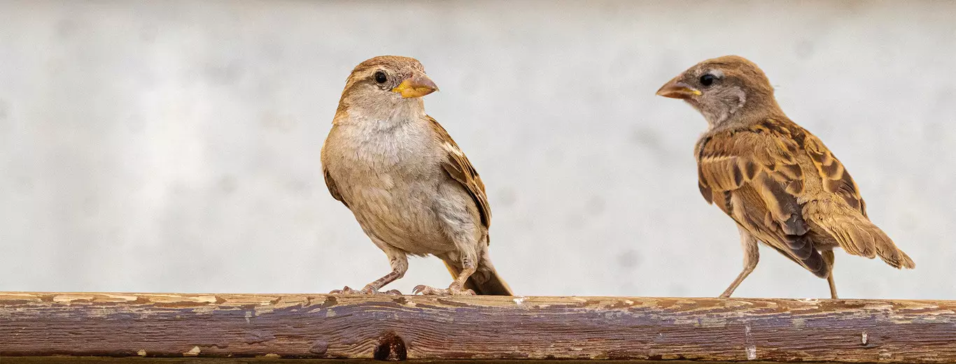 Përditësimet e Capture One dhe Adobe ju lejojnë të zbuloni RAW të lajmeve më të fundit nga Canon, Sony, Olympus...