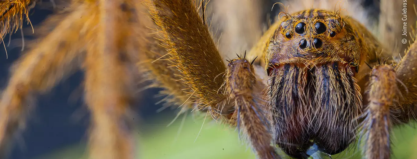 Dëst sinn e puer vun de Kandidate fir de beschte Wildlife Fotograf vun 2020 laut dem Wildlife Photographer of the Year Concours