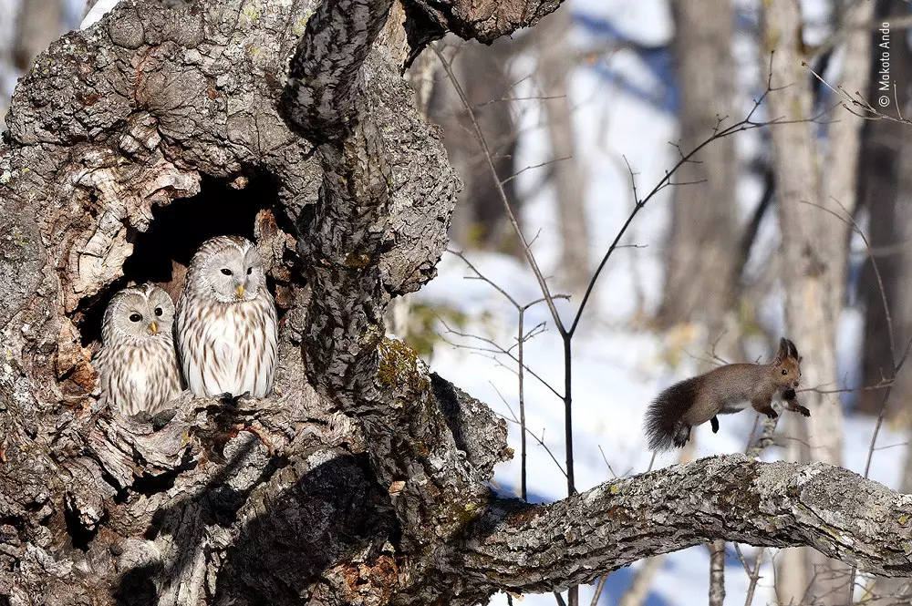 R Makoto Ando Wildlife Photographer Of The Year