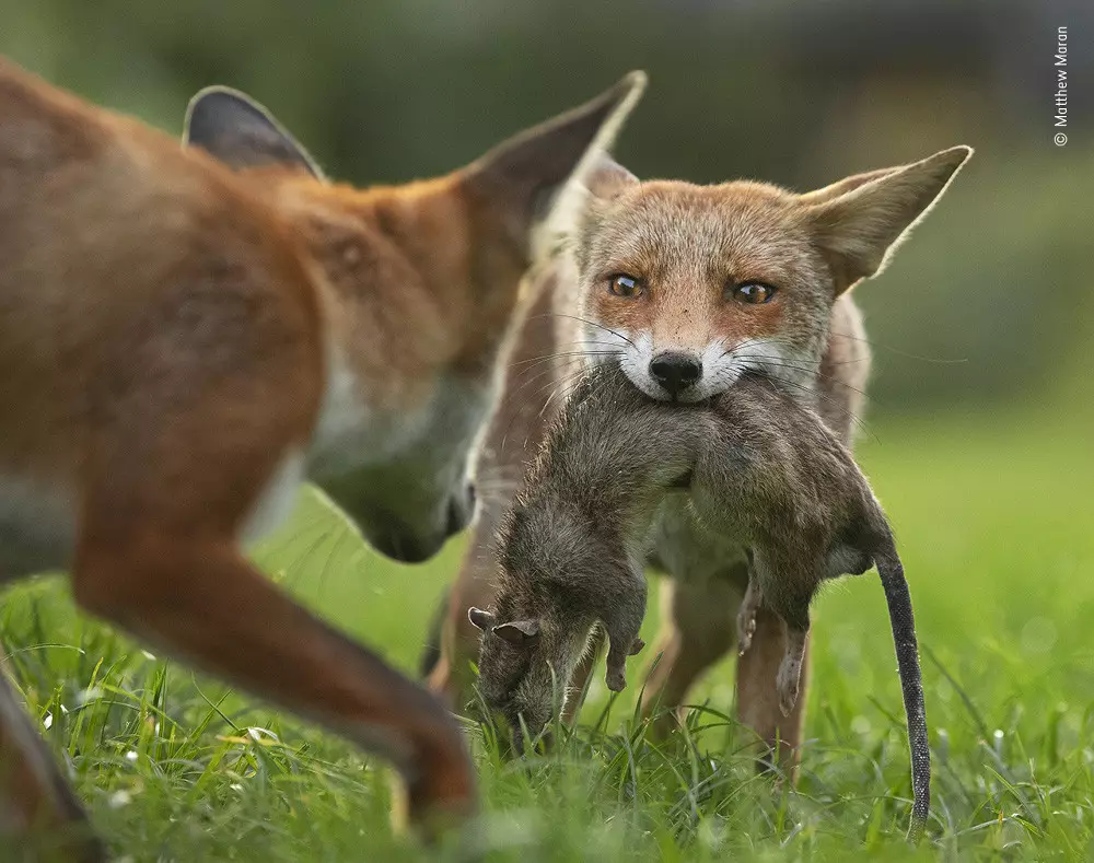 R Matthew Maran Naturfotograf des Jahres