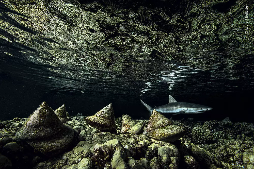 R Laurent Ballesta Wildlife Photographer Of The Year