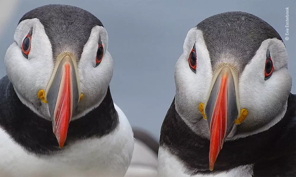 R Evie Easterbrook Wildlife Photographer Of The Year