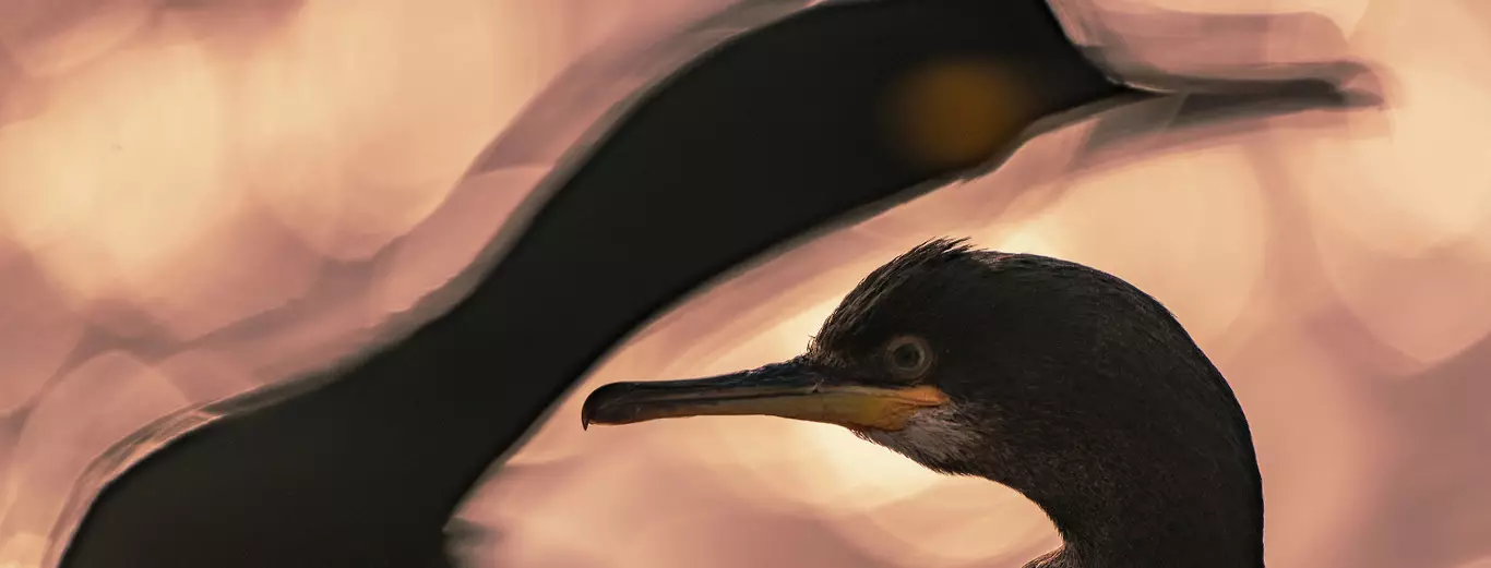 Des oiseaux comme vous ne les avez jamais vus dans les images gagnantes du concours Bird Photographer of the Year 2020