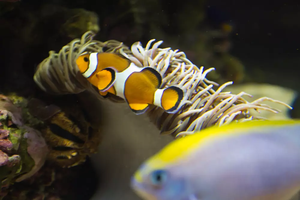 如何在水族館拍照 12