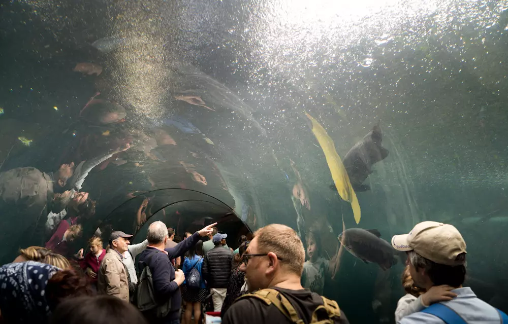 如何在水族館拍照 02