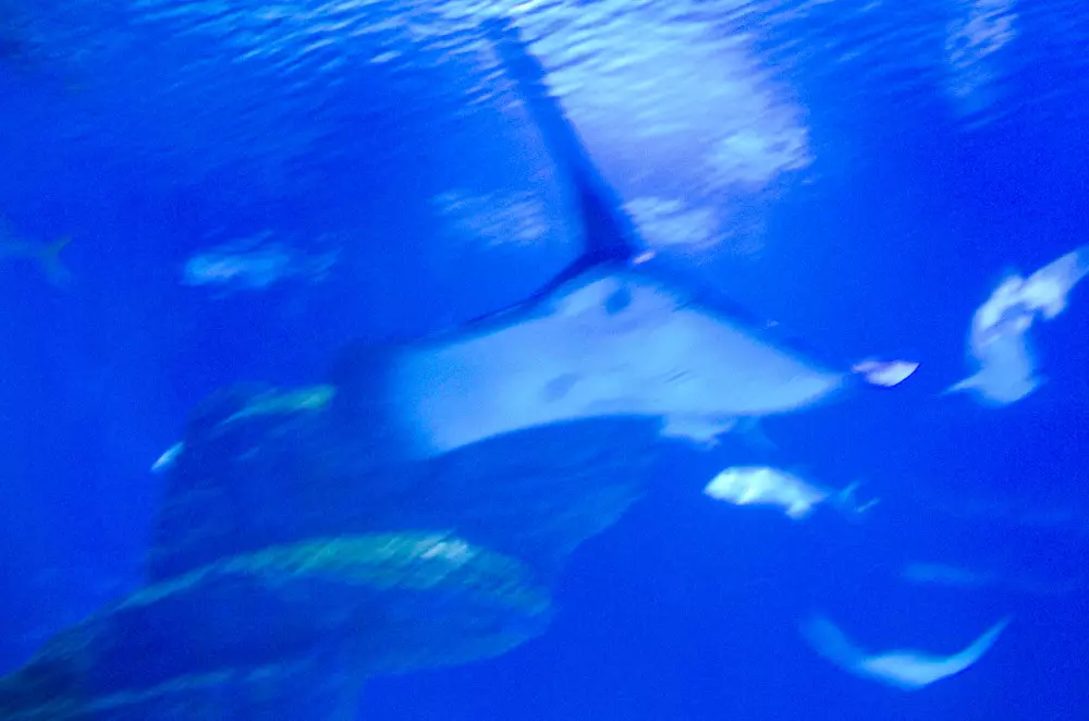 如何在水族館拍照 03