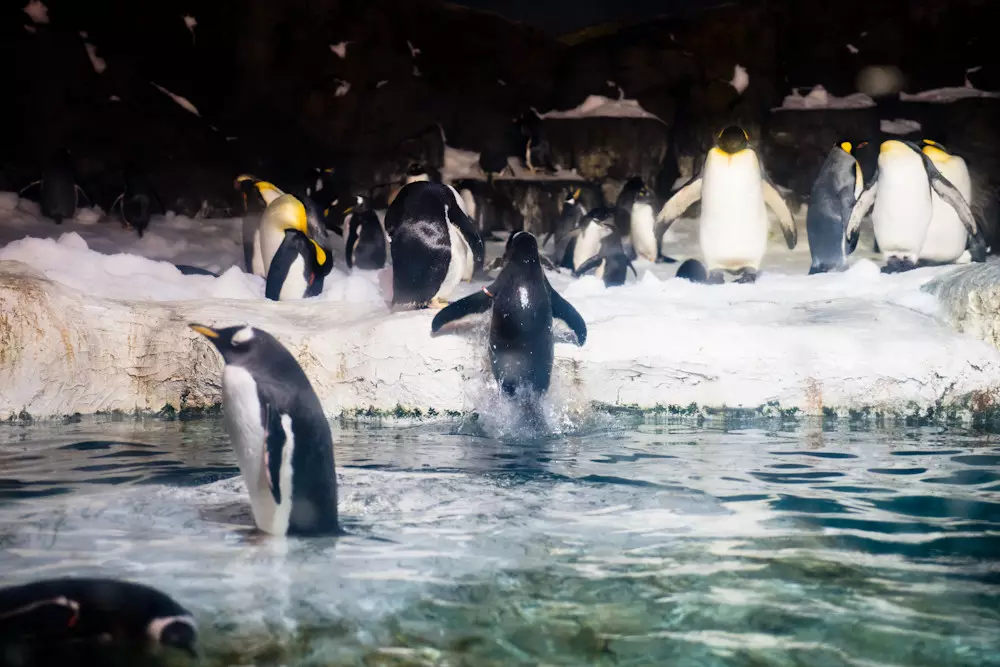 如何在水族館拍照 08