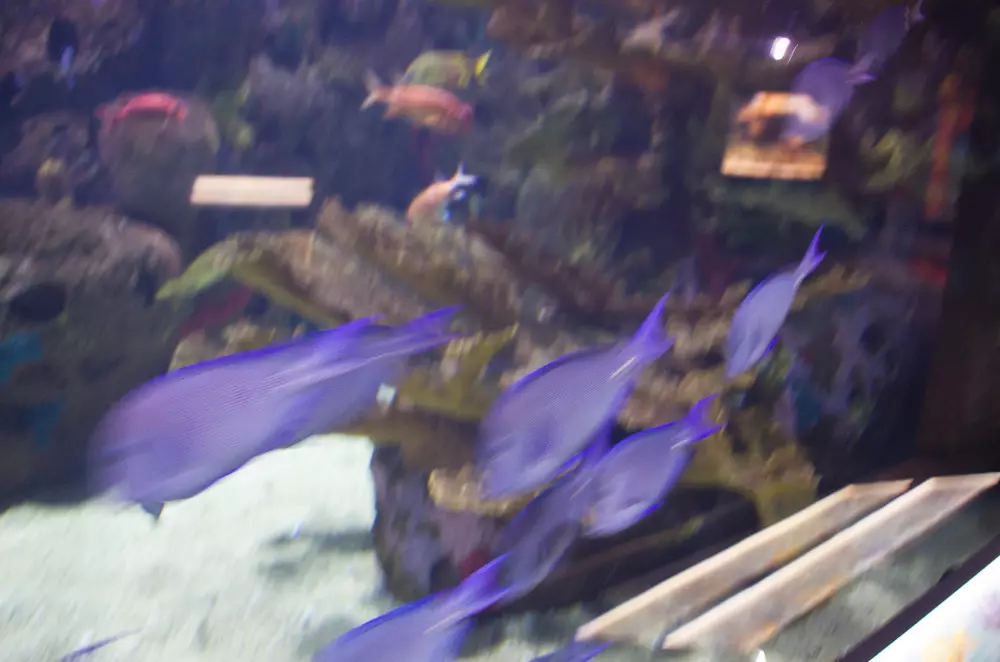 如何在水族館拍照 04