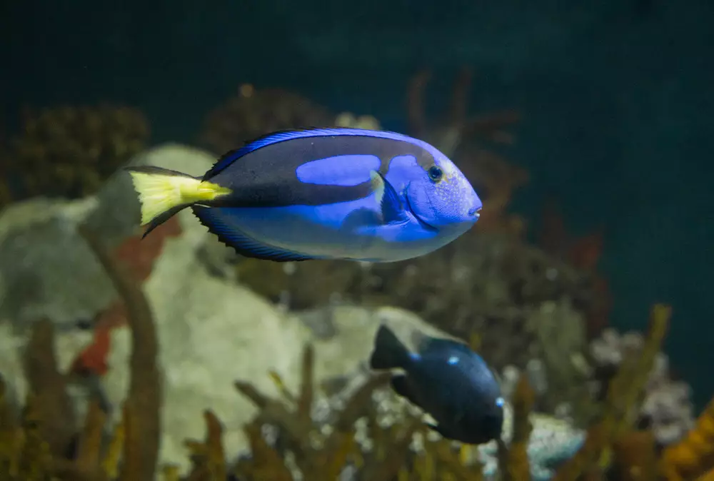 如何在水族館拍照 07