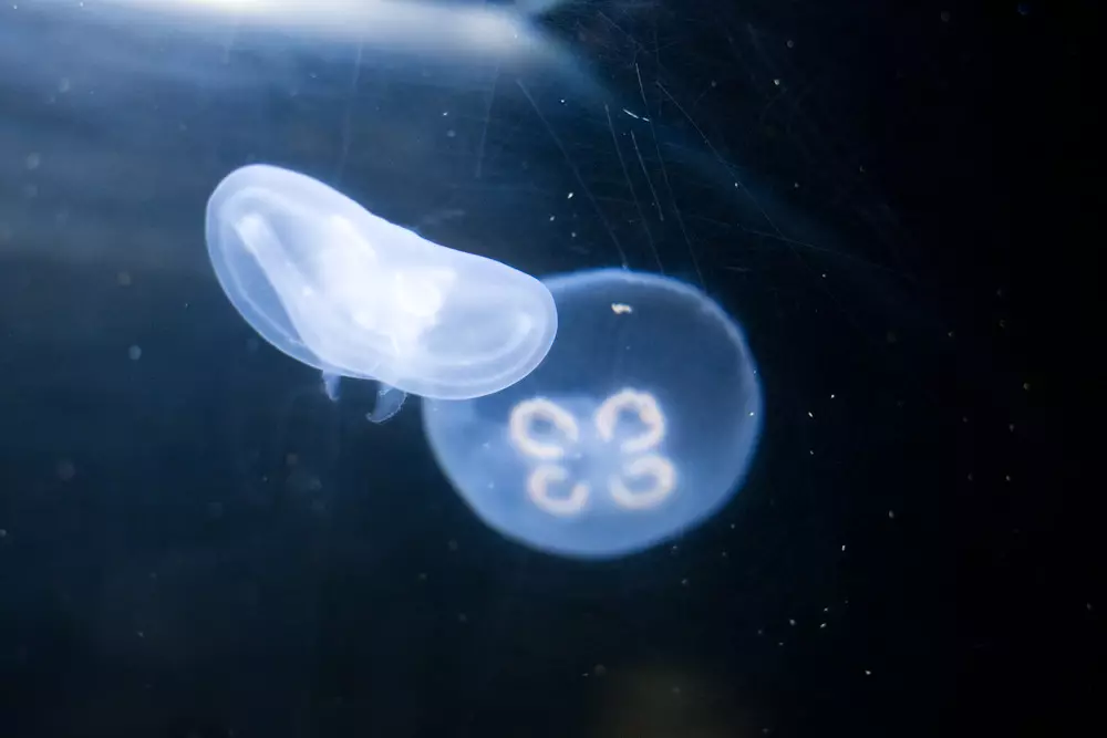 如何在水族館拍照 11