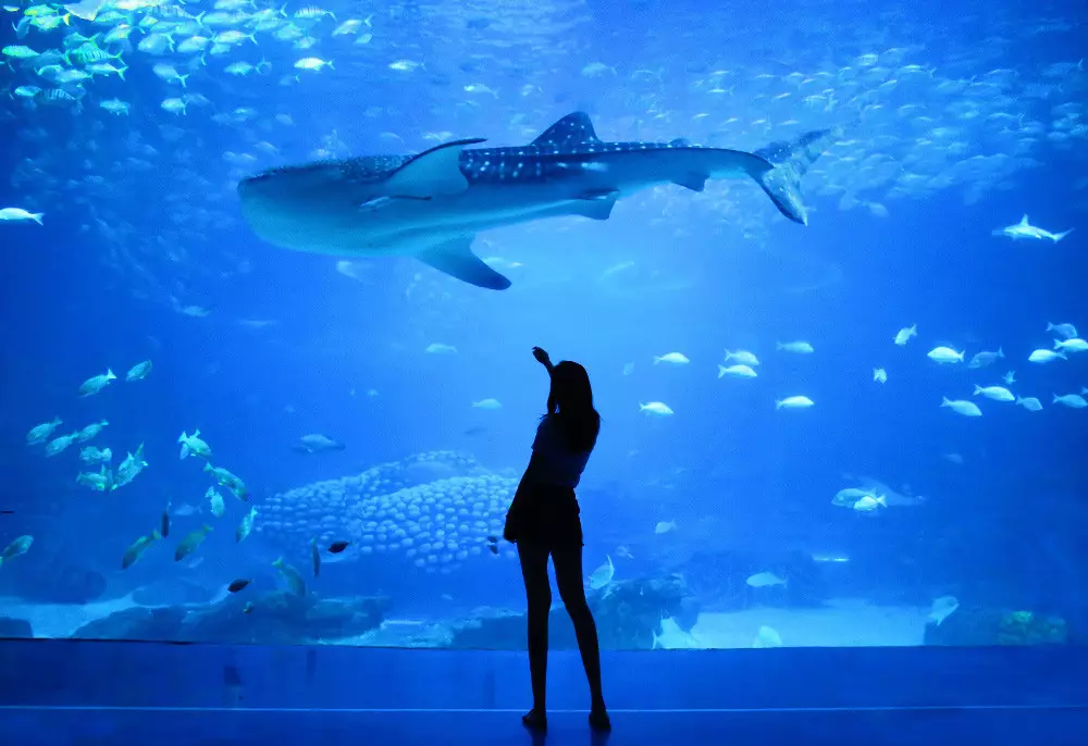 如何在水族館拍照 06