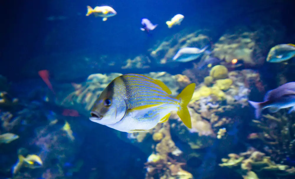 如何在水族館拍照 10