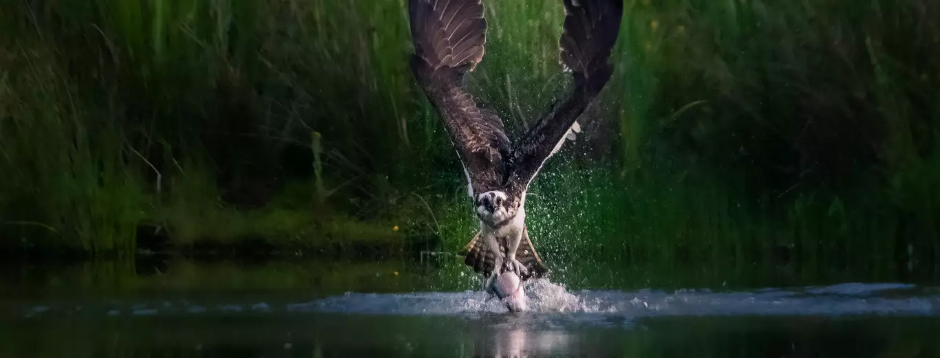 Mga Nanalo 2020 National Parks of England at Wales nature photo contest na mga hayop