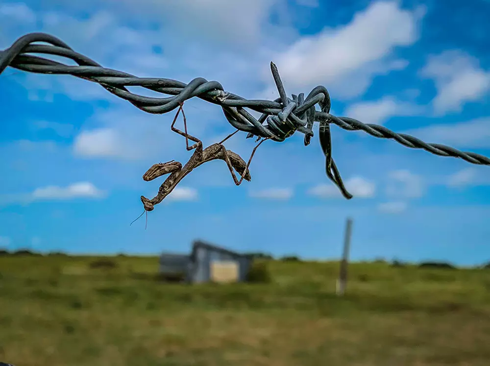 Natur an Déieren