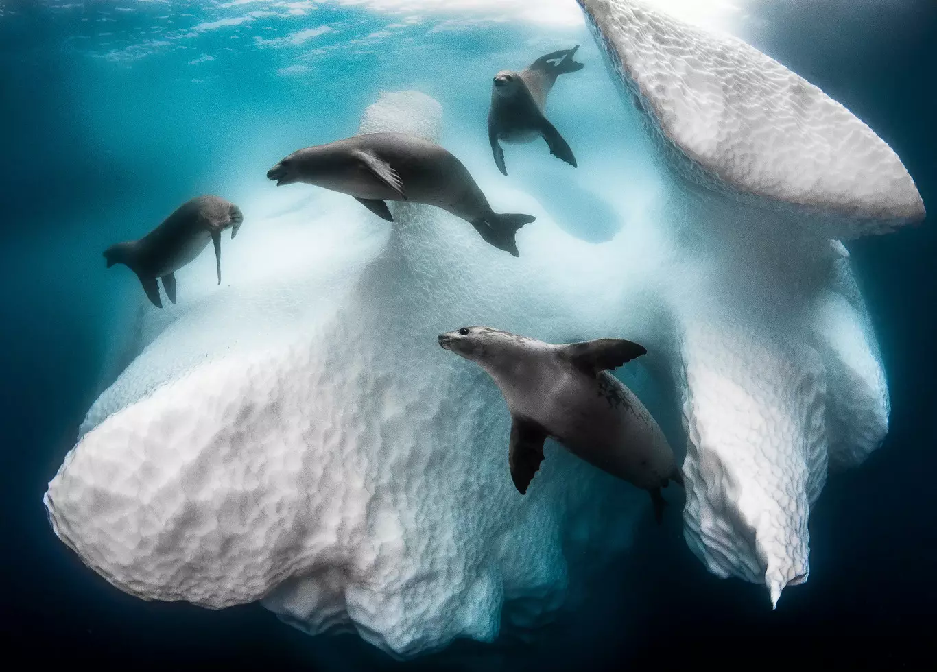 Semasa ekspedisi menaiki bot layar kecil, kami meneroka Semenanjung Antartika dengan menyelam di bawah permukaan. Walaupun keadaannya melampau dengan suhu tolak 1°C, kami telah mendokumenkan hidupan marin yang luar biasa dalam ekosistemnya yang rapuh seperti pada imej ini: anjing laut pemakan ketam hidup di atas pek-ais tetapi ahli sihir terjejas oleh pemanasan global dengan pencairan ais. Hak Cipta: © Greg Lecoeur, Perancis, Pemenang, Anugerah Kebangsaan, Anugerah Fotografi Dunia Sony 2020