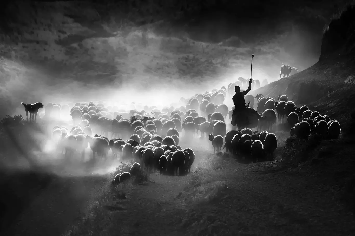 来自土耳其比特利斯羊群艰苦而尘土飞扬的旅程。我去比特利斯在那个城市拍了照片，在那个时期拍了这张。绵羊在比特利斯有很大的影响力。拍这些照片真的很辛苦。绵羊在比特利斯有很大的影响力。这张照片就像一首田园交响乐。版权所有：© F. Dilek Uyar，土耳其，2020 年索尼世界摄影奖国家奖得主