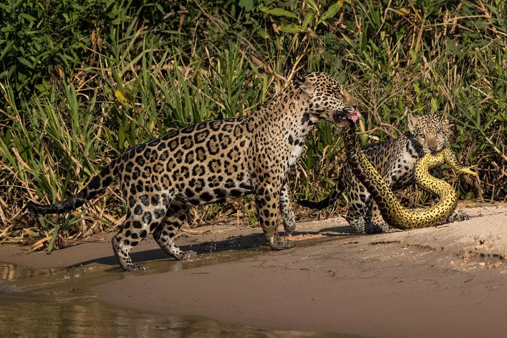 Michel Zoghzoghi Fotógrafo de vida salvaxe do ano altamente