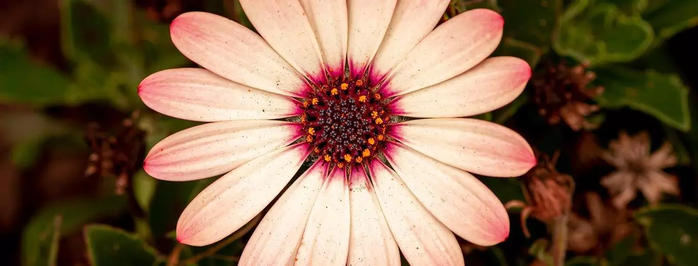 Töötada portfoolio saamiseks fotograafina tasuta? Ei, mitte kunagi