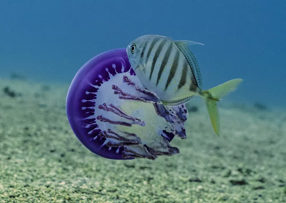 Özüňi alyp barşyň ylgaýjy meduza Sampaio