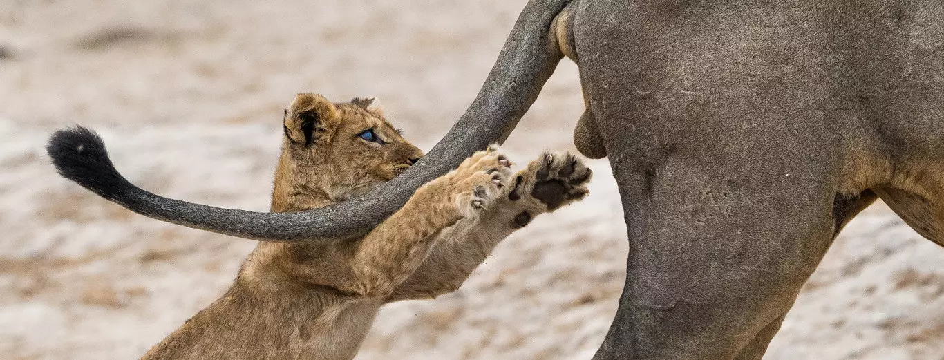 Serketiyên Comedy Wildlife Photography Awards 2019 Pêşbaziya wênekêşiya mîzahiya heywanan