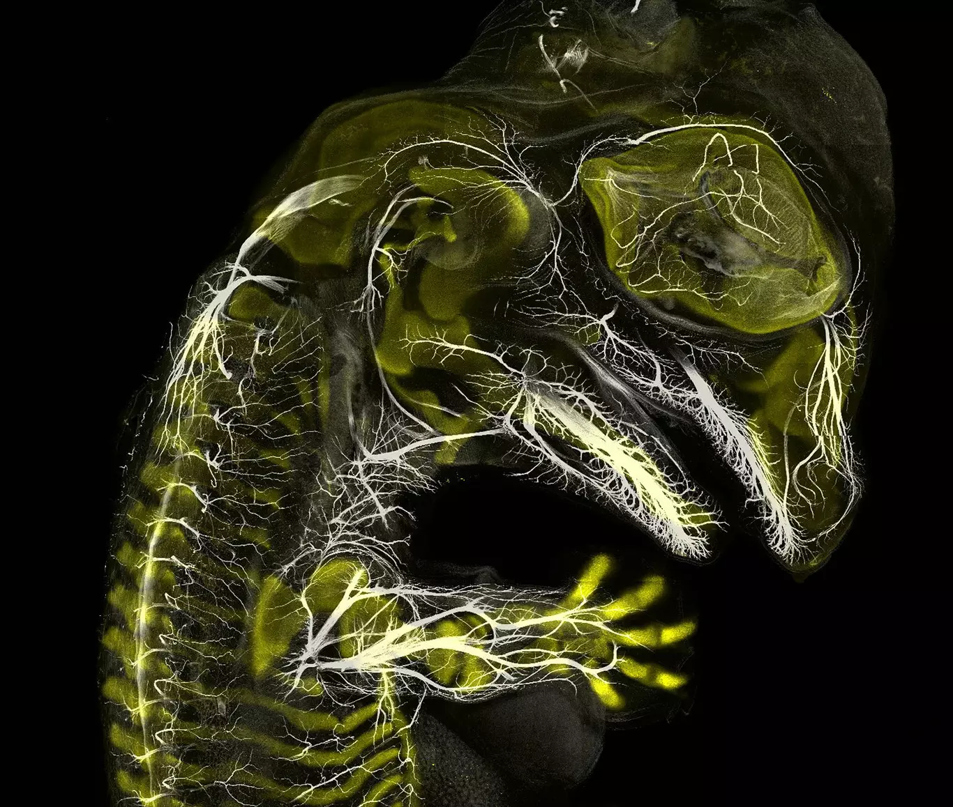 3 Aligator Embryo Stadio 13 Nervoj Kaj Kartilago