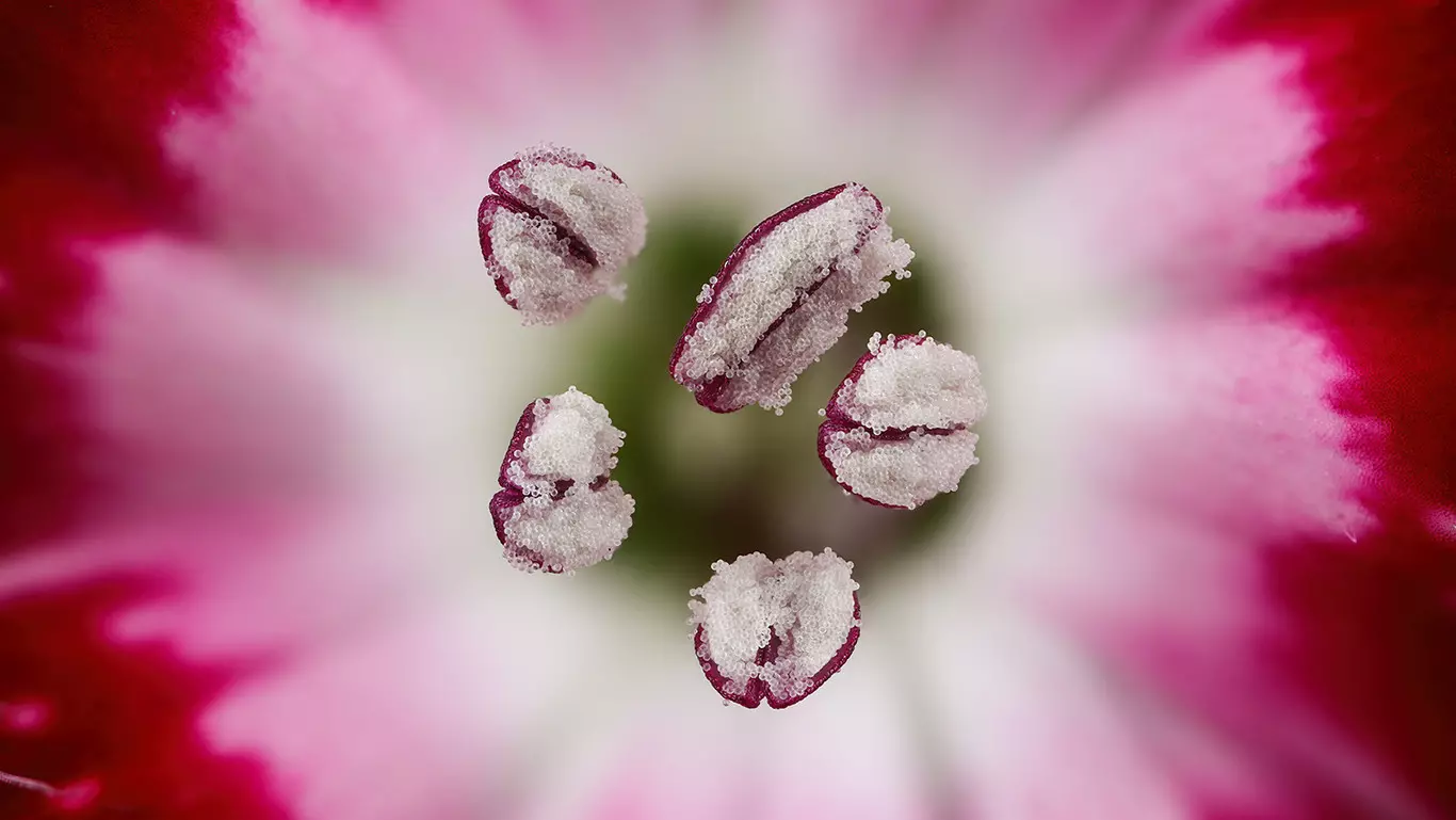 7 Stamen Chinese Red Carnation