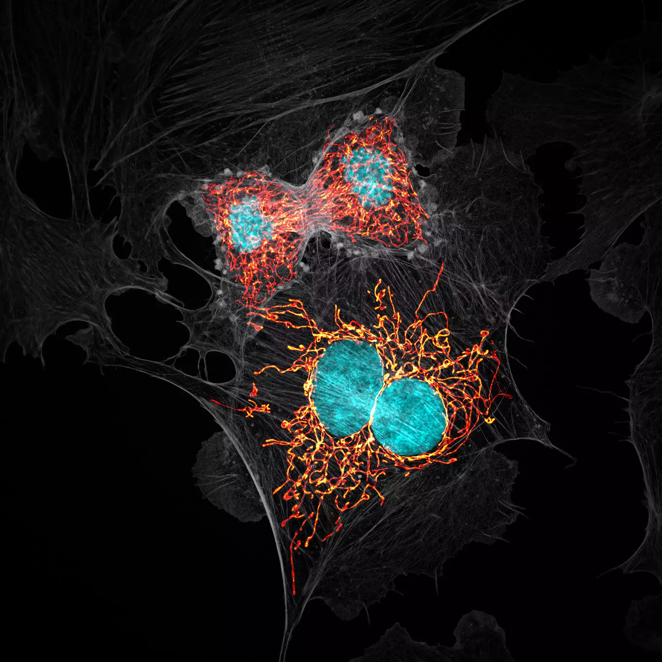 10 Jasonkirk Bpae Confocal 1