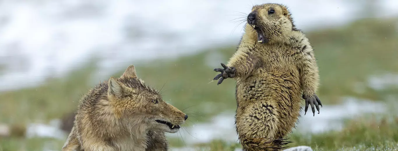 Gewinner des Naturfotografie-Wettbewerbs Wildlife Photographer of the Year 2019