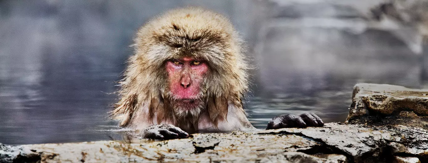 「動物」写真集スティーブマッカリーは、お気に入りの動物の写真を特集しています