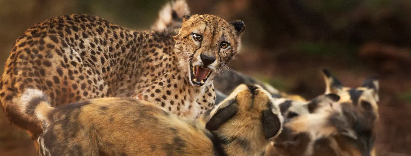 Gamtos fotografijos konkurso „Metų laukinės gamtos fotografas 2019“ finalininkai