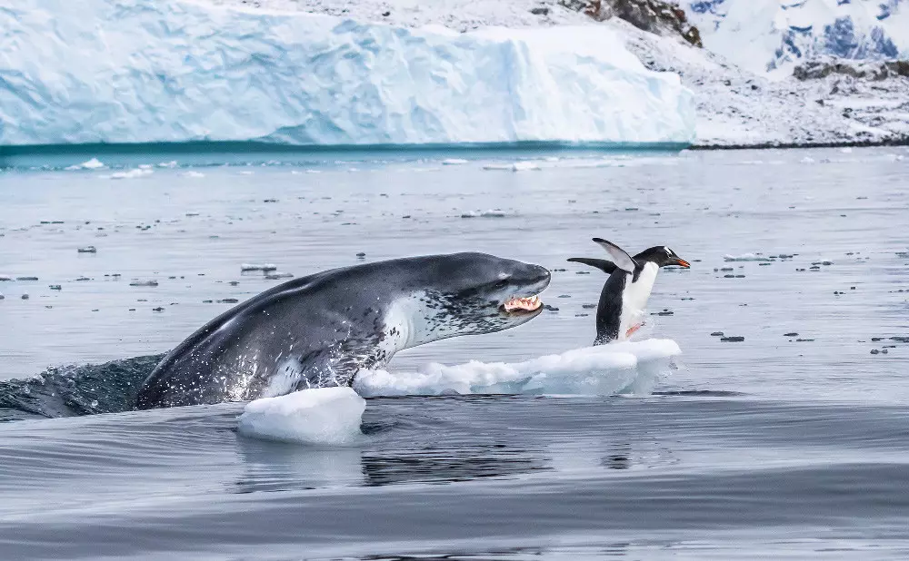 C Eduardo De l'Alamo Wildlife Photographer Of The Year