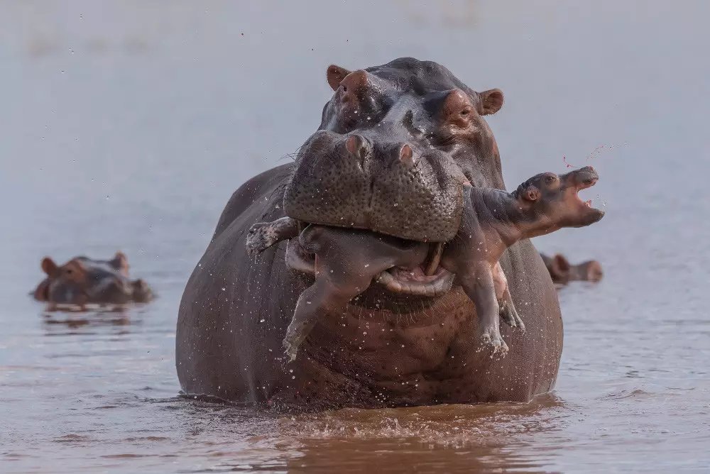 C Adrian Hirschi Wildlife Photographer Of The Year