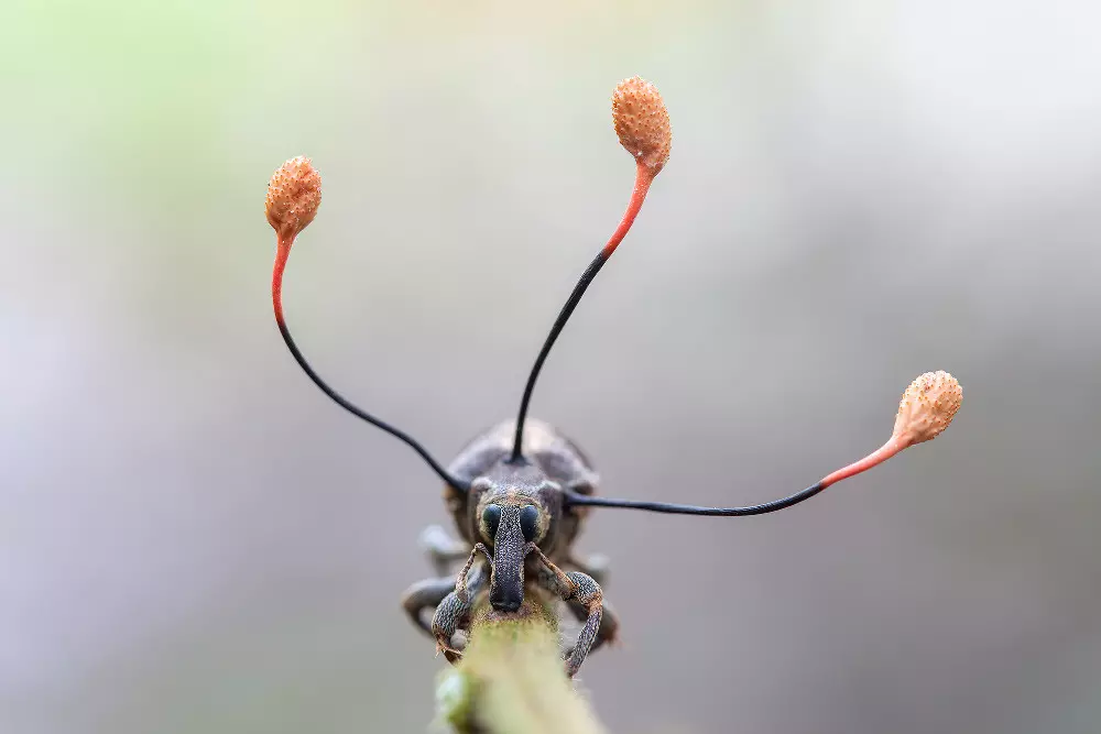 C Frank Deschandol Wildlife Photographer Of The Year