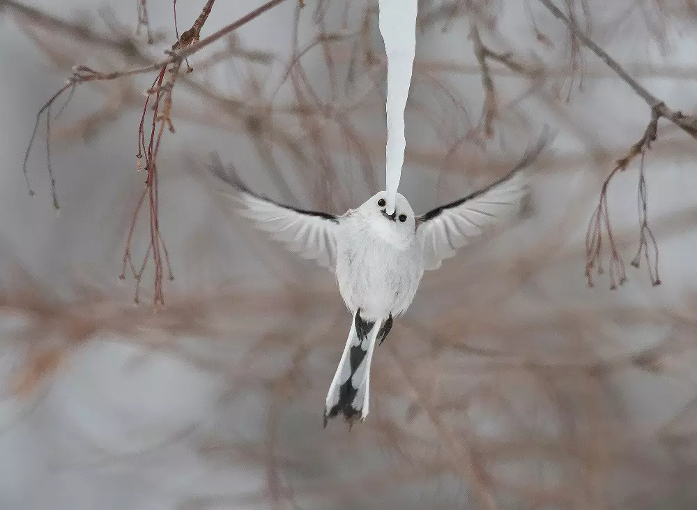 C Diana Rebman, fotografkinja divljih životinja godine