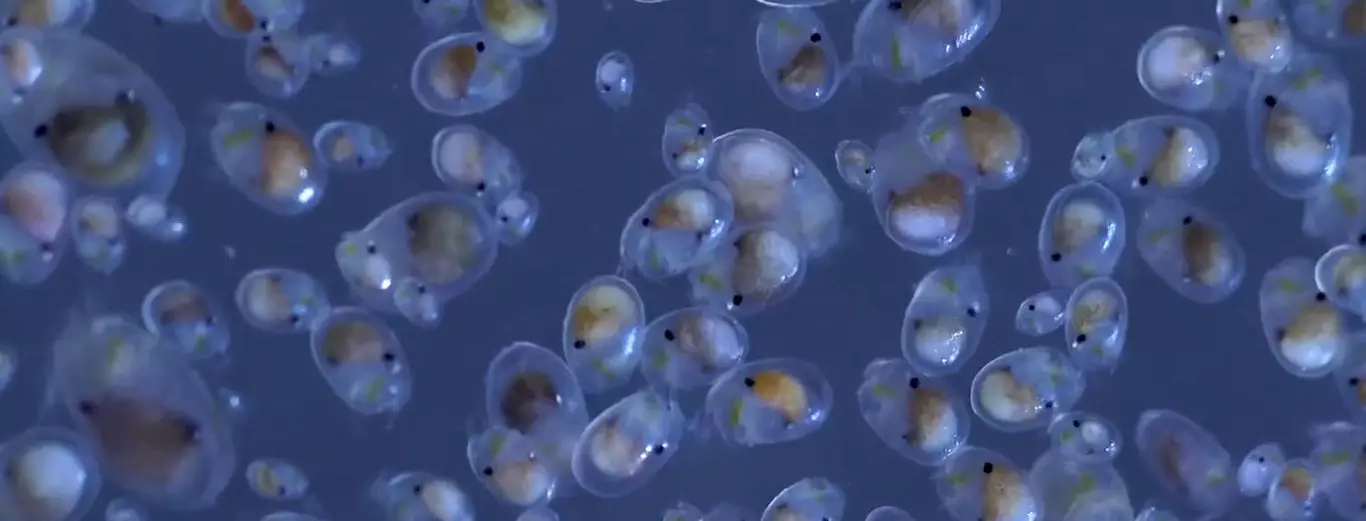 Versuch, Japans biolumineszierende Garnelen in Bildern festzuhalten