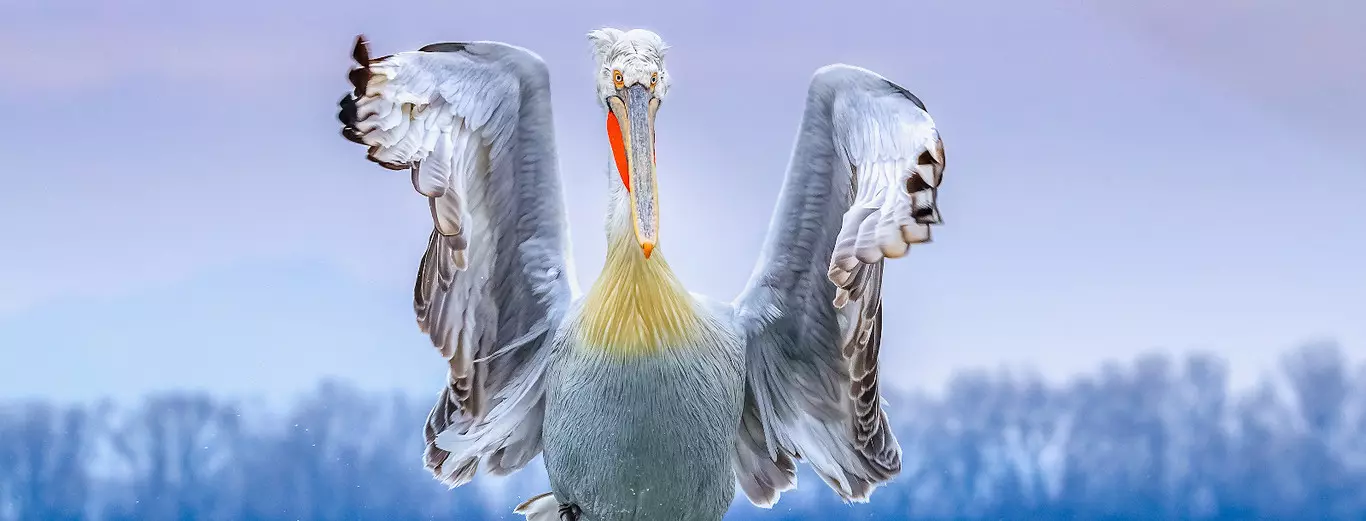 Gagnants du concours de photographie d'oiseaux de la nature 2019 Photographe d'oiseaux de l'année