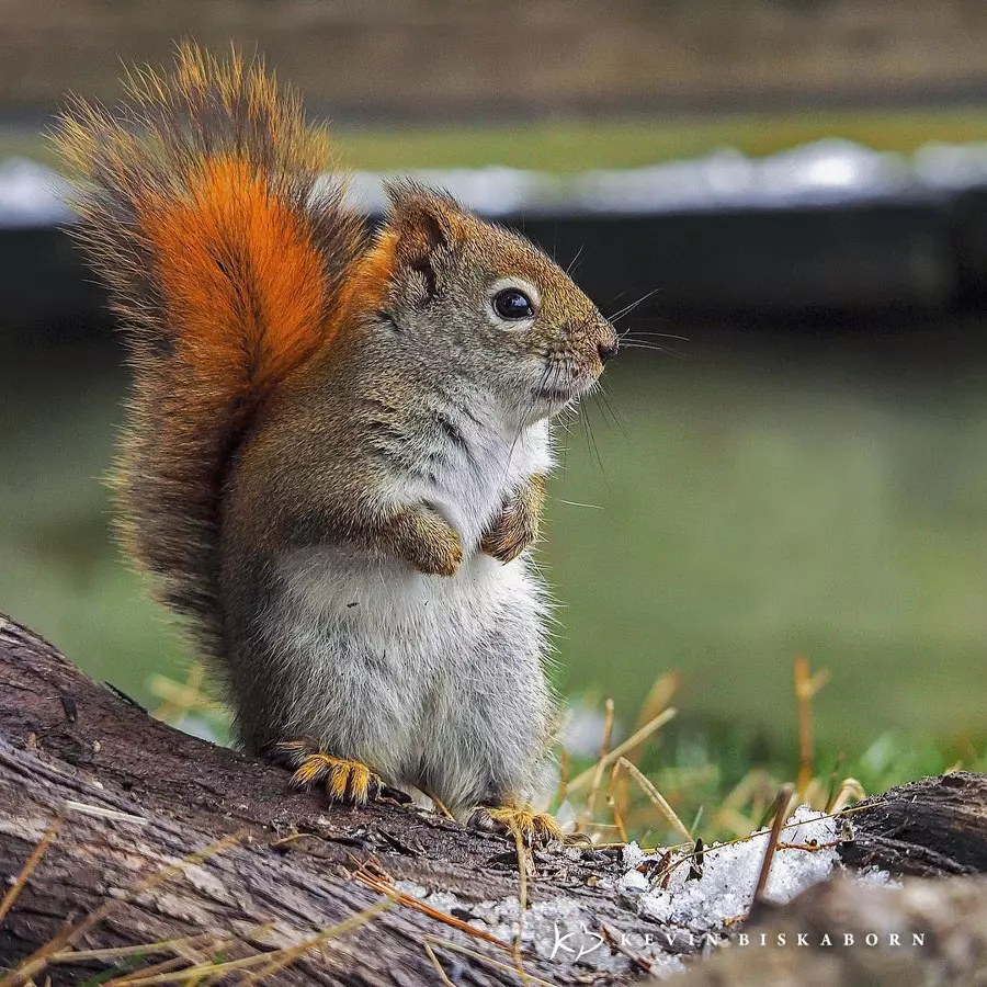 Kevin Biskaborn Red Squirrel