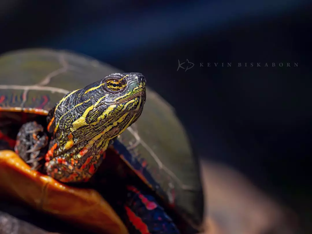 Poslikana želva Kevin Biskaborn