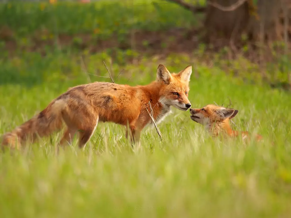 Kevin Biskaborn červené líšky