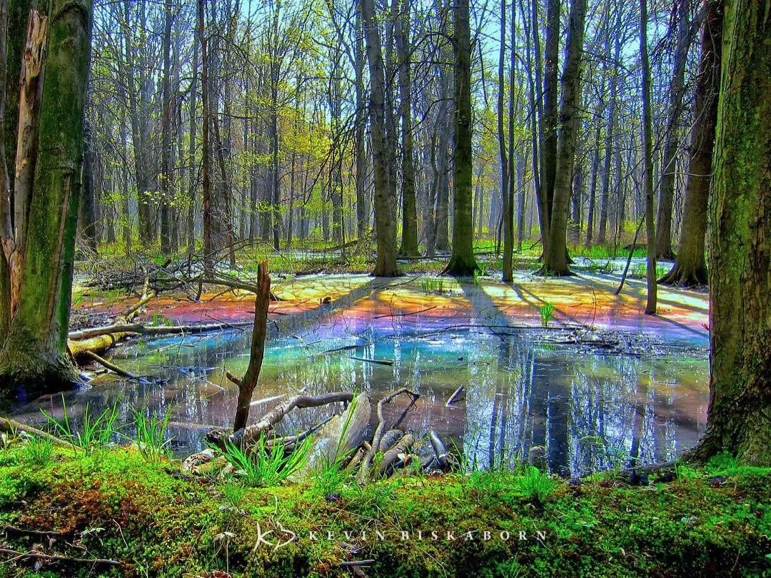 Kevin Biskaborn Rainbow Forest