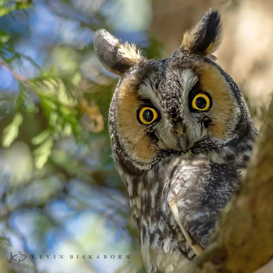 UKevin Biskaborn Owl enendlebe ezinde