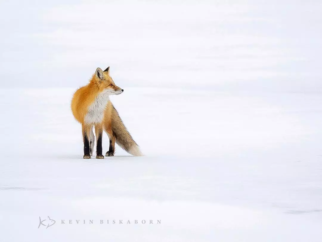 Kevin Biskaborn Red Fox Winter