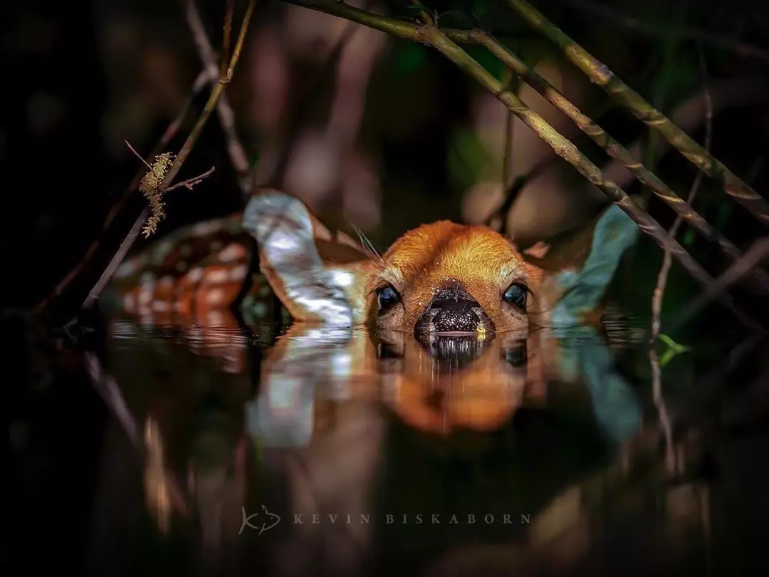 Kevin Biskaborn White Tailed Deer Fawn