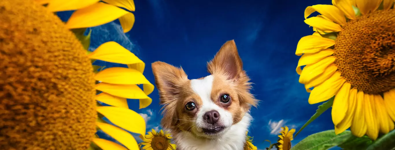 Mga Litrato sa Supermodel nga mga Iro ni Kaylee Greer Dog Breath Photography