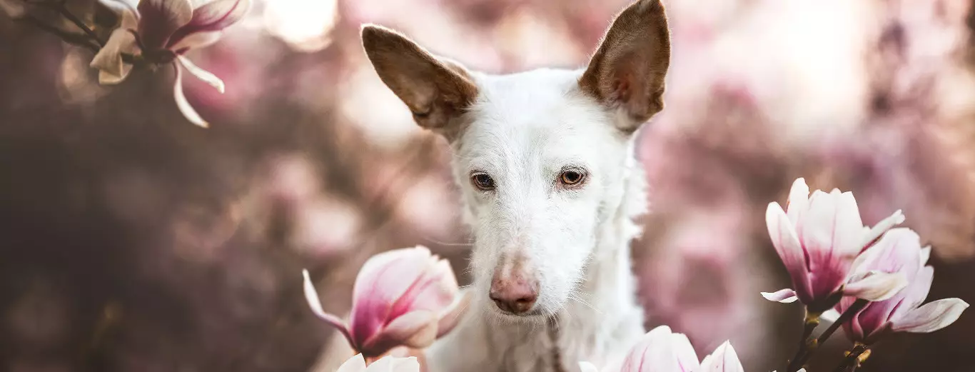 Kazananlar Yılın Köpek Fotoğrafçısı 2019 evcil köpek fotoğraf yarışması