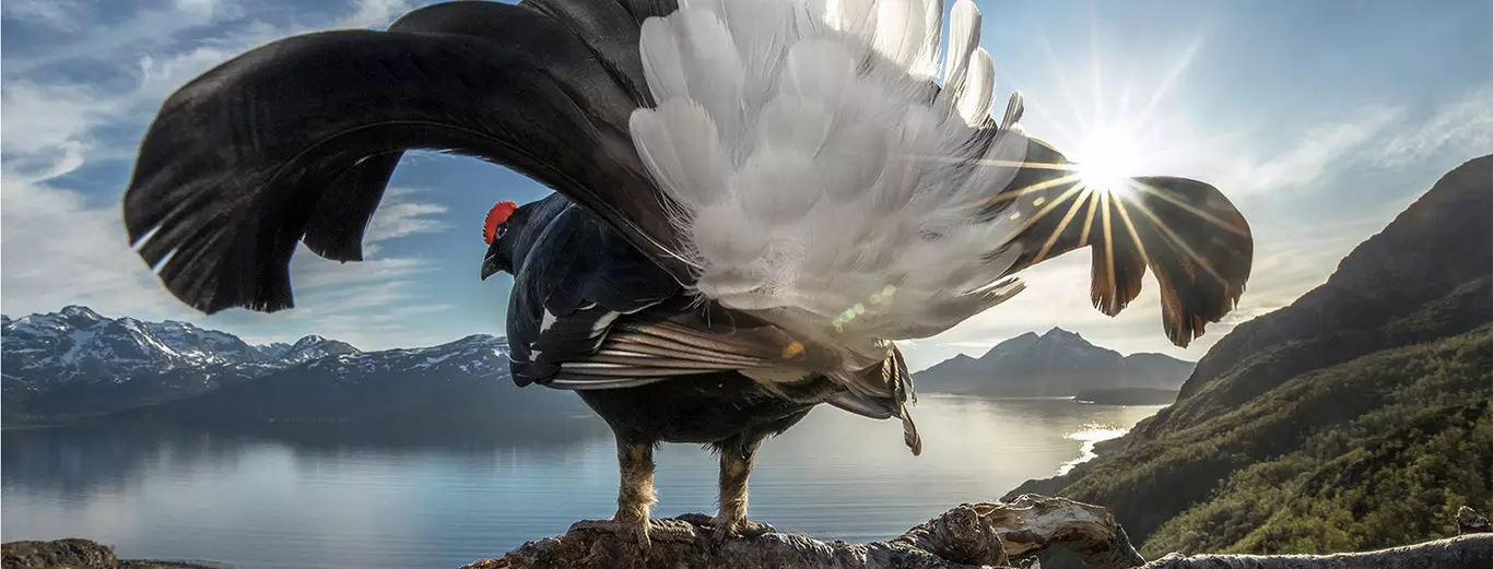 Winnaars BigPicture: Natuurfotografiewedstrijd Natural World Photography 2019