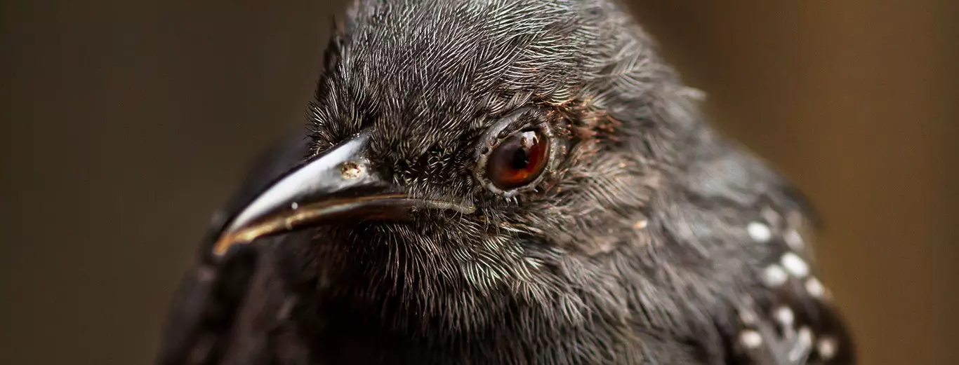 Explorando estilos fotográficos: a fotografía de aves como método para aprender disciplina e planificación